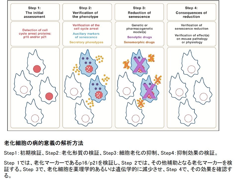 細胞老化研究のためのガイドラインがCell誌に掲載されプレリリースされました!